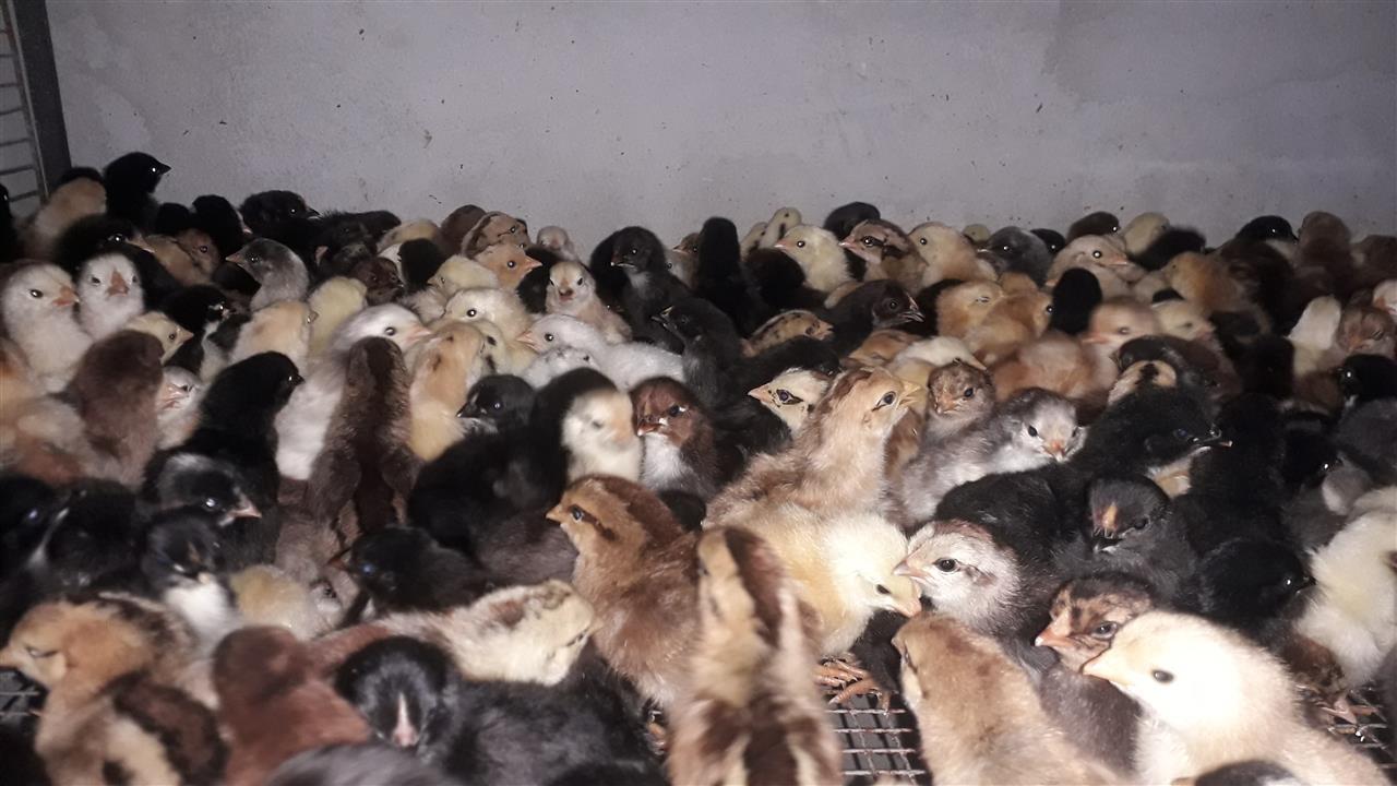 ZOGJE FSHATI ME SHUMIC DHE PAKIC | Fier ZOGJE FSHATI ME SHUMIC DHE PAKIC | Fier